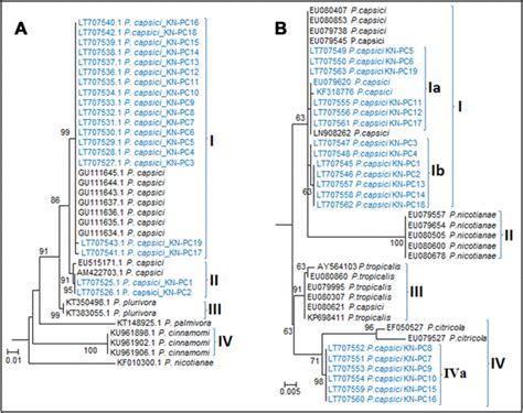 ml phylogenetic analyses a rdna tree with highest log likelihood