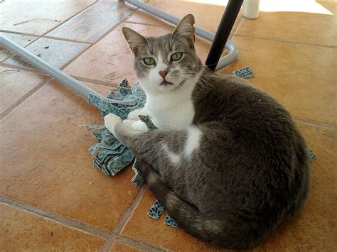 Mop The Mad Cat Lady