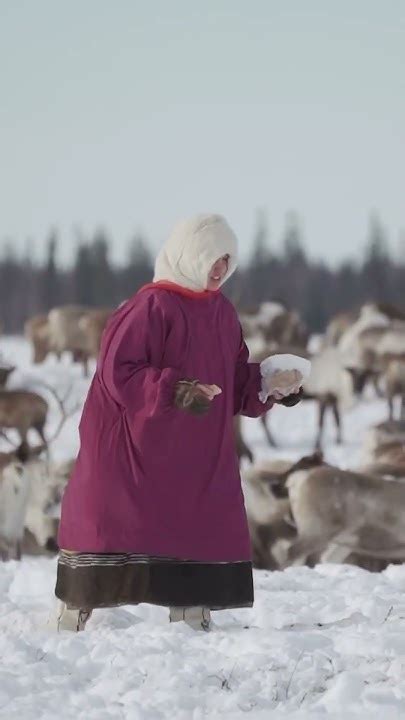 🤔 Как оленеводы ориентируются в тундре рекомендации янао