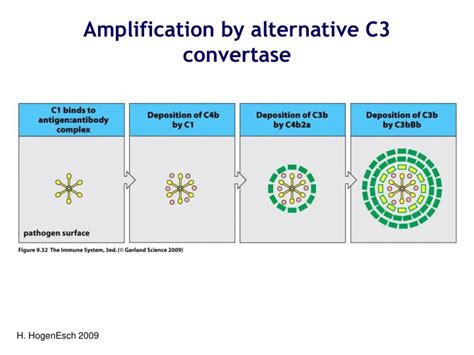 PPT Complement PowerPoint Presentation ID 740256