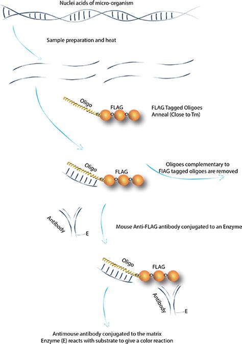 Peptide Oligonucleotide Conjugate