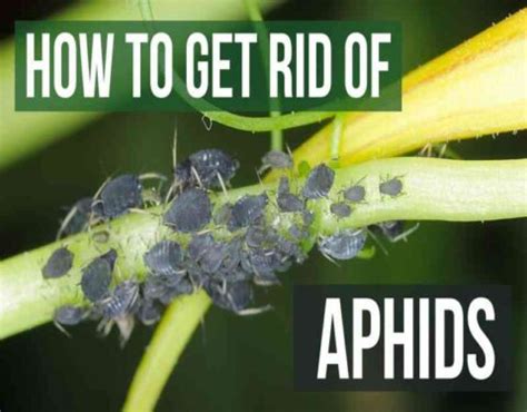 How To Get Rid Of Aphids Easily And Effectively Shineledlighting