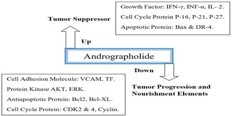 Anticancer Antitumor Activity Of Andrographolide Download Scientific Diagram