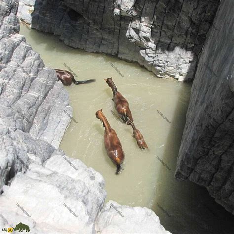 تصاویر اسب وحشی لرستان؛ اسب باستانی معروف به کوهنورد