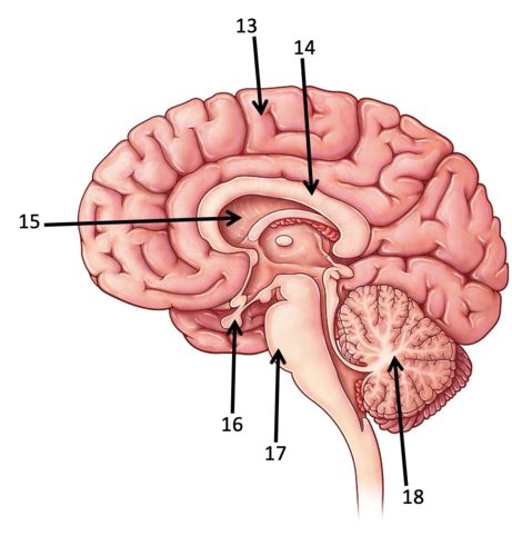 The Brain Flashcards Quizlet
