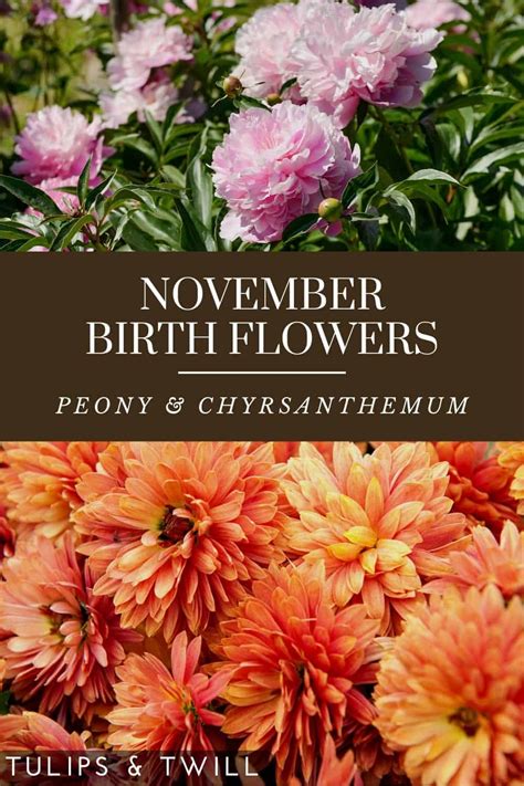 November Birth Flowers And Their Meanings Tulips And Twill