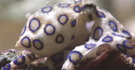제주서 독성 강한 파란고리문어 발견 청산가리의 10배