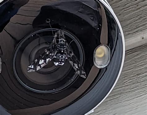 Black Flying Bug Northern Virginia R Whatsthisbug