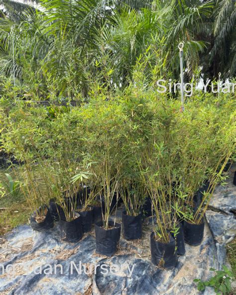 Bambusa Multiplex ‘chinese Dwarf Bamboo Buluh Pagar Sing Yuan