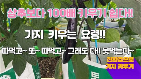 가지 파종 시기부터~ 육묘방법~ 명쾌한 설명과 함께~가지를 원 없이 따먹을 수 있는 배양토흙 공개 Youtube