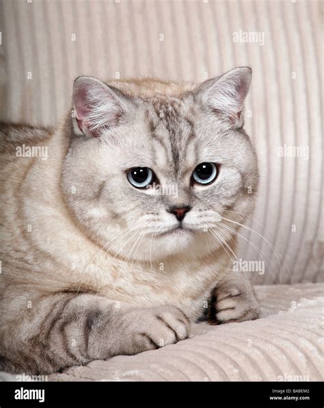 British Shorthair Silver British Shorthair Jqom