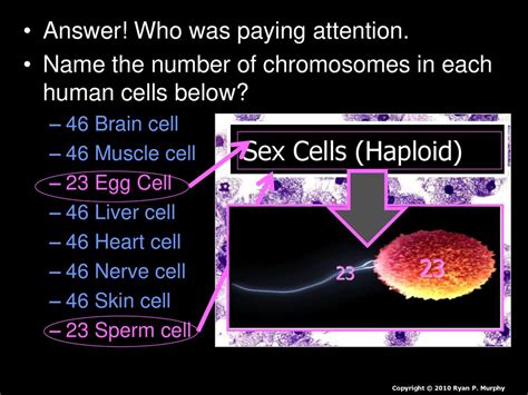 The Dna And Genetics Unit From Ppt Download The Dna And Genetics Unit From Ppt Download