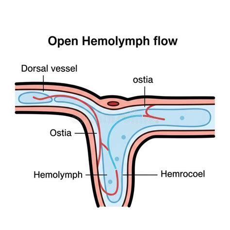 Labeled Parts Include The Dorsal Vessel Ostia Hemocoel And Hemolymph