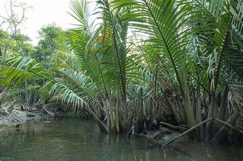 Localized Threats To The Unique Nipa Palm Endureed