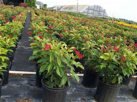 Jatropha Integerrima Peregrina World Of Succulents