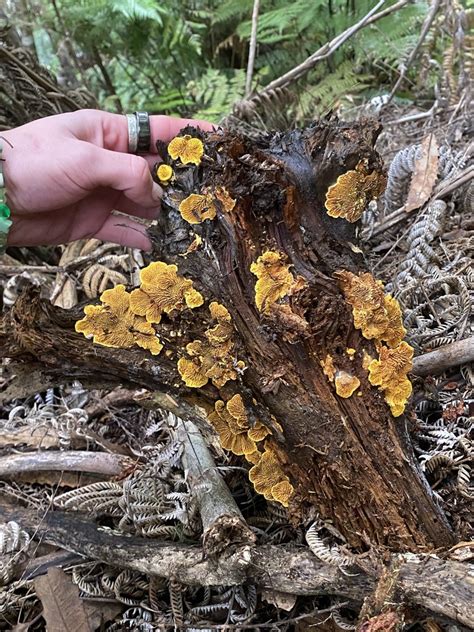 Pseudomerulius curtisii from Te Ika a Māui North Island Lower Hutt