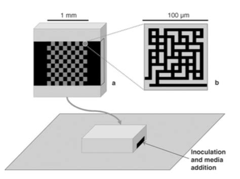 Design Of The Networked Microfluidics Chip For The Harvesting Of The
