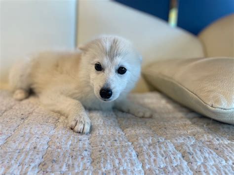 폼스키 키키 토이브리티쉬숏헤어입양 토이스코티쉬폴드입양 토이러시안블루입양 토이강아지입양 토이고양이입양 오드아이먼치킨무료분양 오드아이랙돌무료분양 오드아이브리티쉬숏헤어무료분양