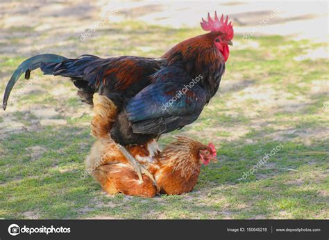 Rooster Copulating With Hen Stock Photo By Jigbigdig Gmail Com