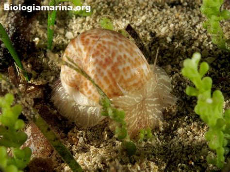 Natica Hebraea Naticaria Ebrea Biologia Marina Del Mediterraneo