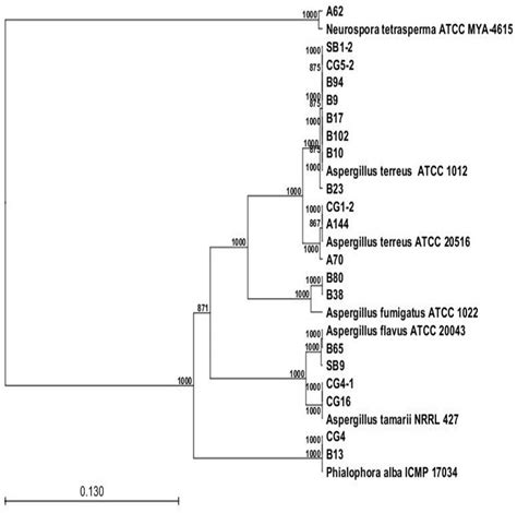 Phylogenetic Tree For Faes Producing Strains From The Sonoran Desert Download Scientific