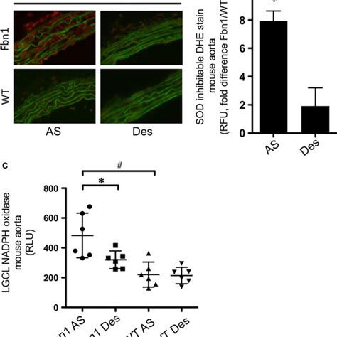 A Representative Image Of Dhe Staining Red In 8‐wk‐old Fbn1 Mouse As Download Scientific