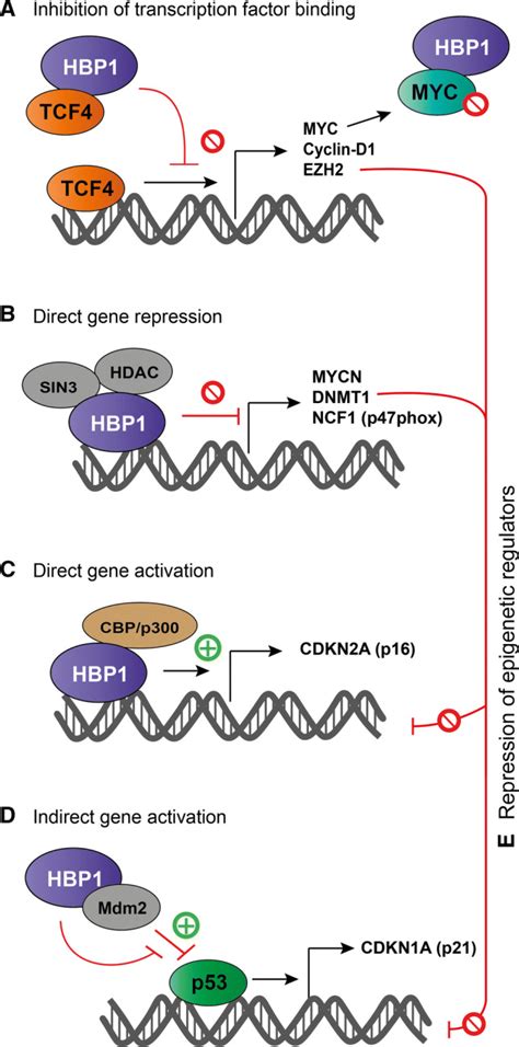 The Hmg Box Transcription Factor Hbp1 A Cell Cycle Inhibitor At The Crossroads Of Cancer