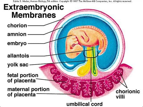 Extraembryonic Membranes Biologie Bts Dietetique Science