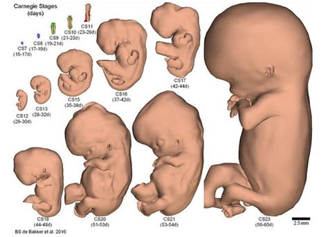 Andrews Six Keys To Occlusion Focus Dentistry