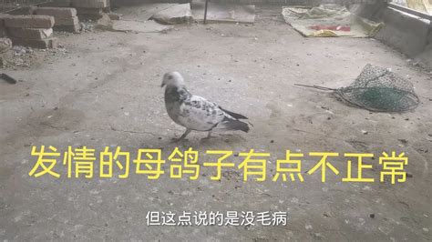 一只发情的母鸽子太疯狂了看到人就这样，是不是有点不正常 Youtube
