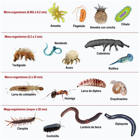 Microfauna Definición Y Ejemplos Destacados Ecoarmonia