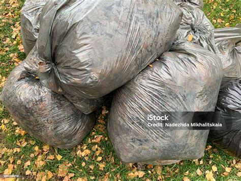 도시의 잔디에 검은 비닐 봉지에 쓰레기 청소 후 나뭇잎과 쓰레기의 전체 가방의 더미 0명에 대한 스톡 사진 및 기타 이미지 0명 가득 찬 가방 Istock