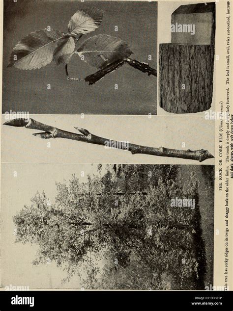 The Tree Book A Guide To Understanding The Trees Of North America Their Uses Cultivation And