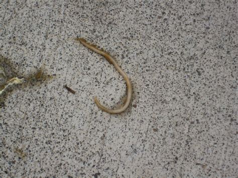 Паразиты кошек картинки и фото Koshka Top