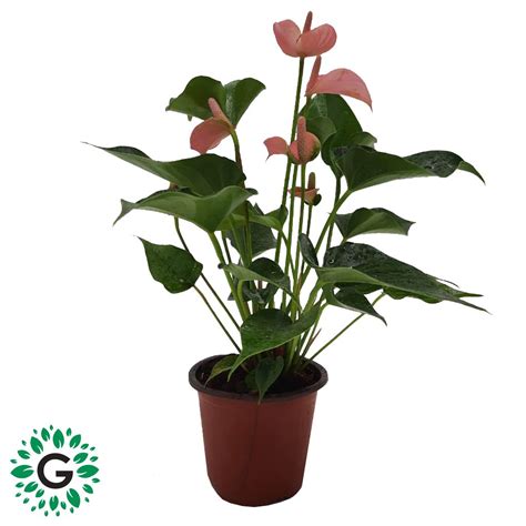 Anthurium Pink Green Experts Landscape
