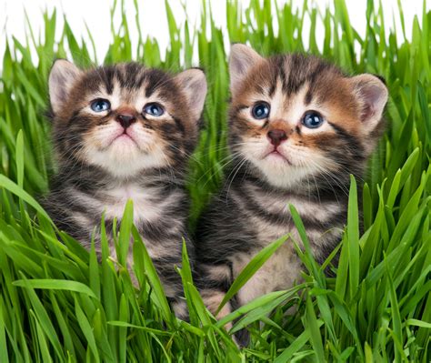 Cats Kittens Two Grass Glance Hd Wallpaper Rare Gallery