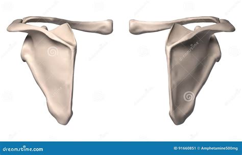 Anatomy Of Shoulder Bone Stock Illustration Illustration Of Bone