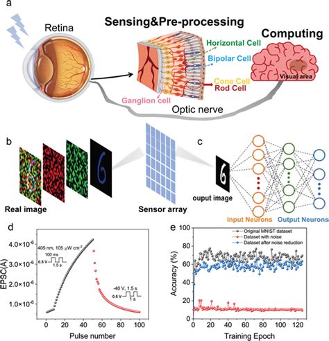 A Schematic Of Human Visual Perception System B Schematic Of Download Scientific Diagram