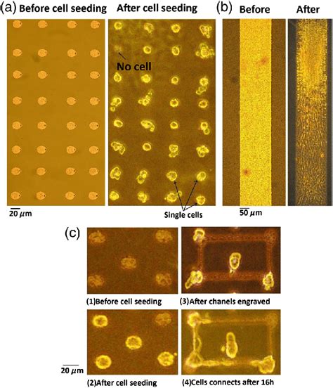 Micrograph Of The Laser Engraved Area On The Platform Before And After Download Scientific
