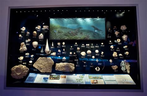 Florida Fossils Evolution Of Life And Land Exhibits