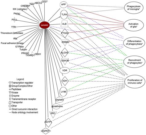 Ontology Map Of Molecular And Pathway Interactions With Curcumin The Download Scientific
