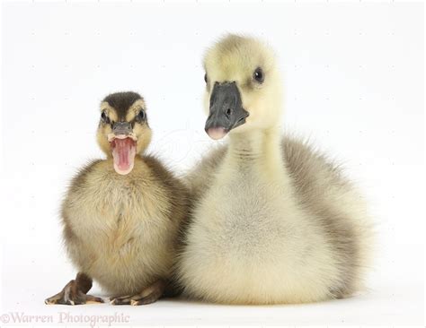 Yellow Gosling And Duckling Photo Wp35655