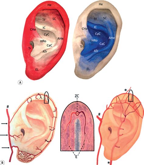 Auricular Construction Clinical Tree