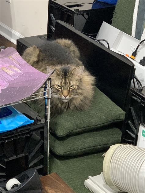 Eek Does Not Appreciate Being Walked In On R Grumpycats