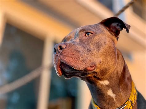 Pit Bull And Pit Bull Terrier Breed Info And Care Guide