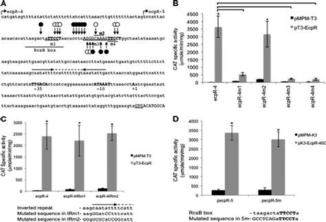 Analysis Of Ecp Regulatory Elements By Site Directed Mutagenesis A Download Scientific