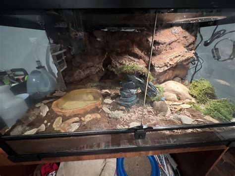 Built Bioactive Environment For My Ball Python Rballpython