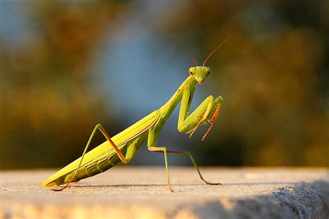 La Mantide Religiosa Mantis Religiosa