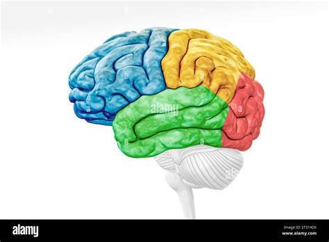 Cerebral Cortex Lobes In Color Profile View Isolated On White