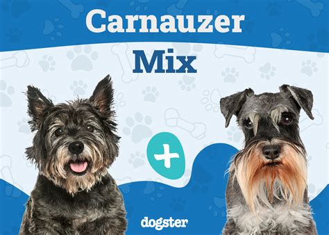 Mezcla De Cairn Terrier Y Schnauzer